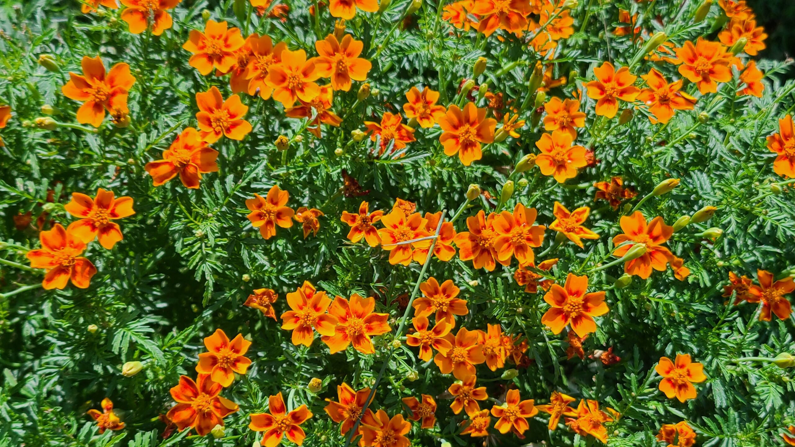 Tee's Plants – Tee's Plants
