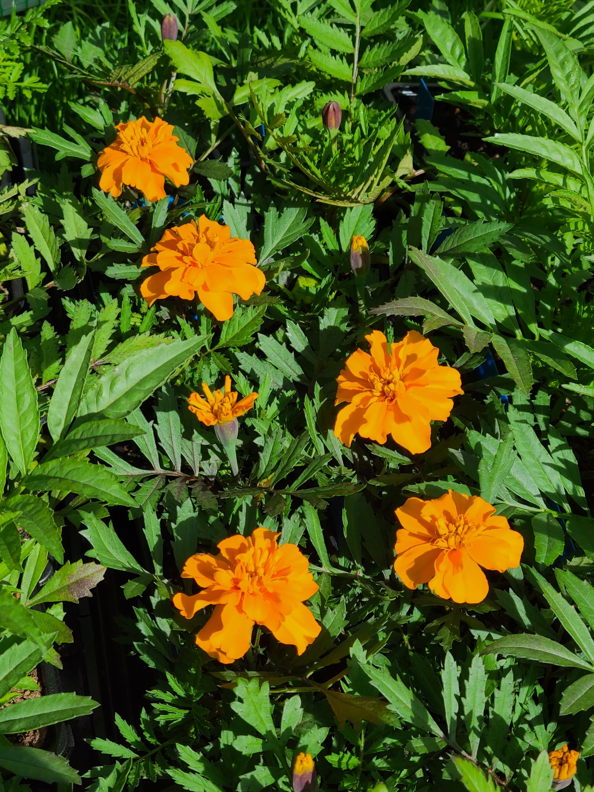 Tee's Plants – Tee's Plants